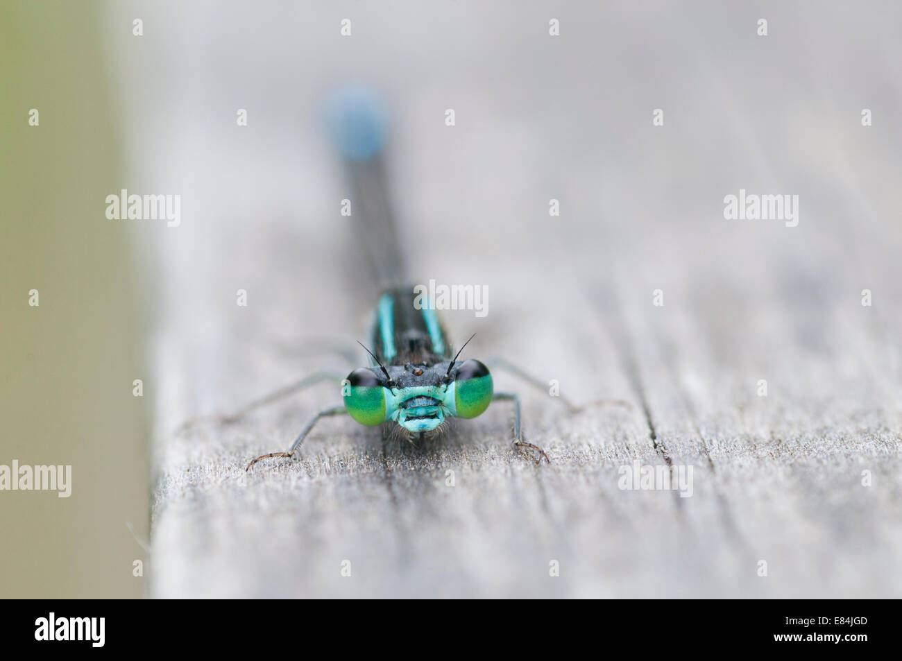 Damselfly face hi-res stock photography and images - Alamy