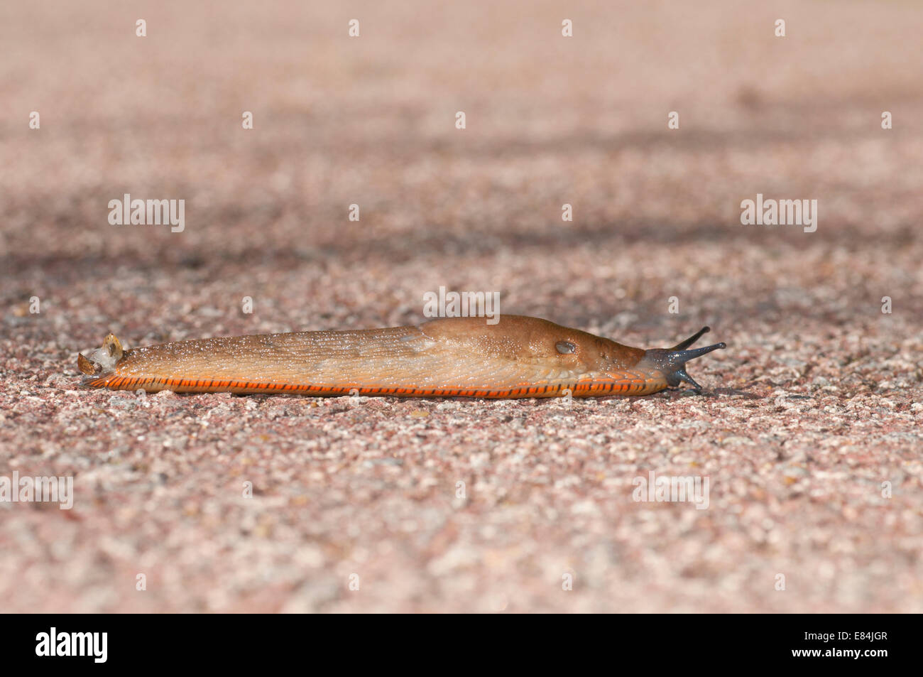 Arion slug crawling across a path Stock Photo - Alamy