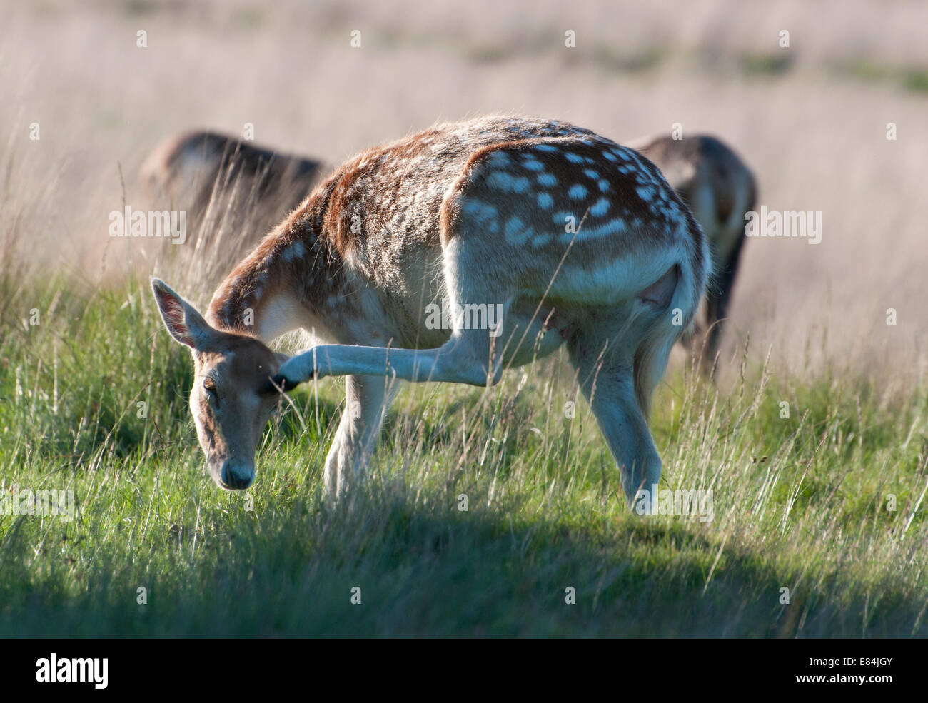 Deer scratching hi-res stock photography and images - Alamy