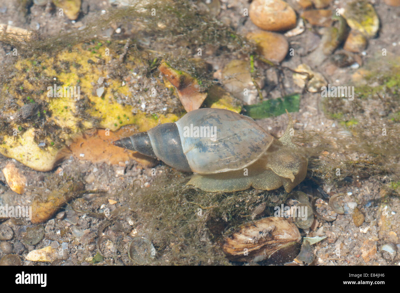 The "Great Pond Snail" moving across the bottom of a shallow river bed ...