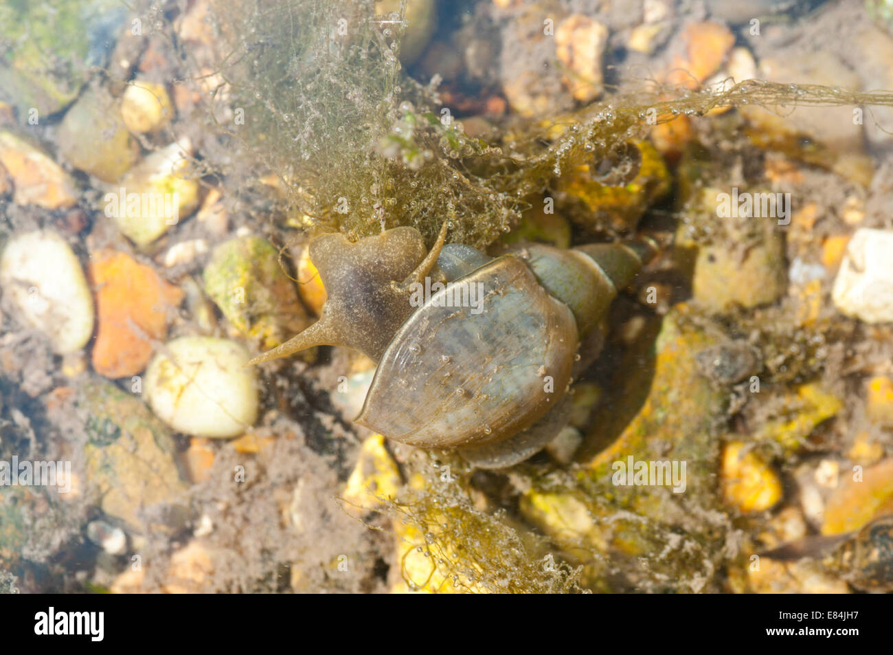The "Great Pond Snail" moving across the bottom of a shallow river bed ...