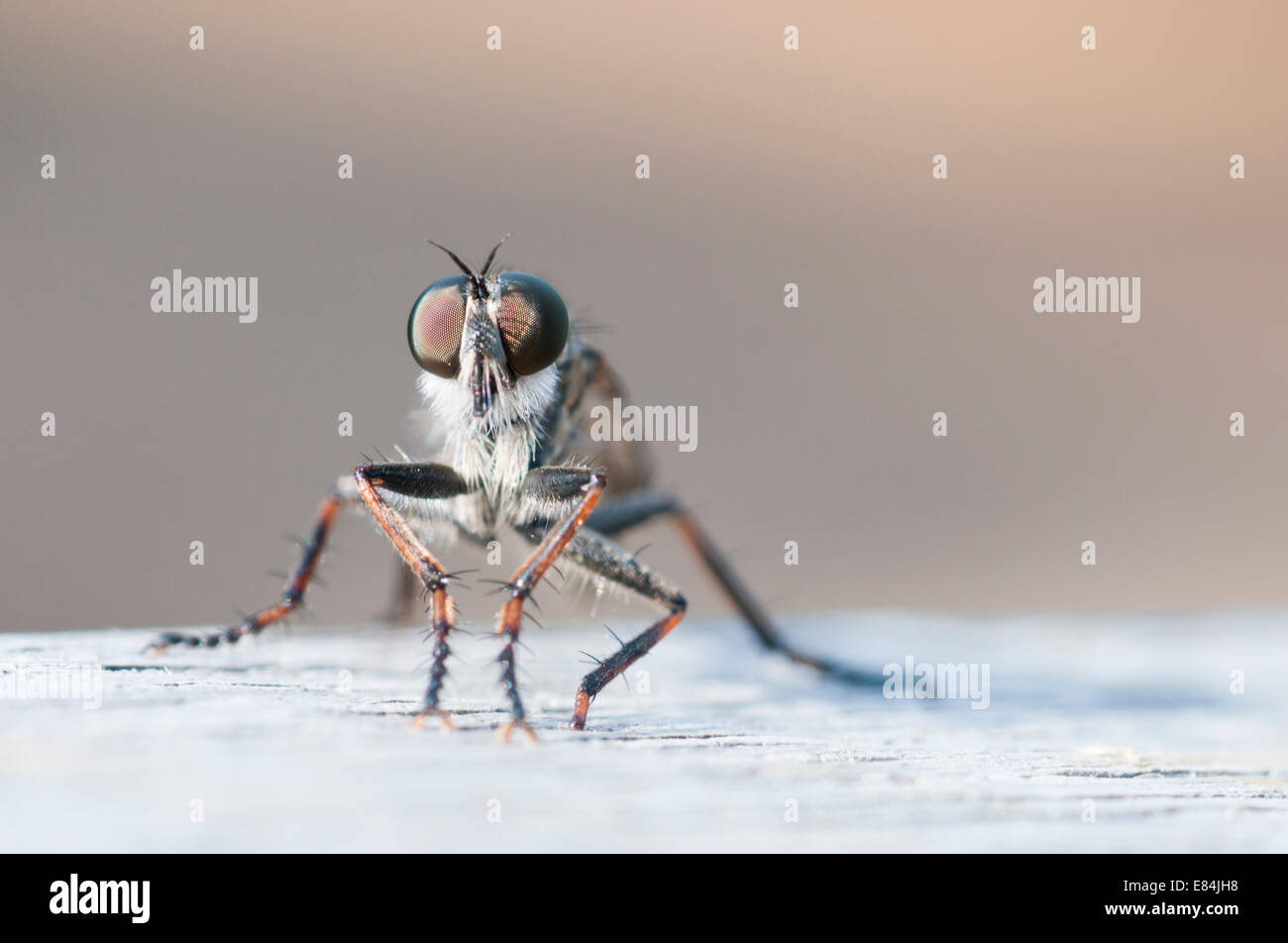Robberfly Uk High Resolution Stock Photography and Images - Alamy