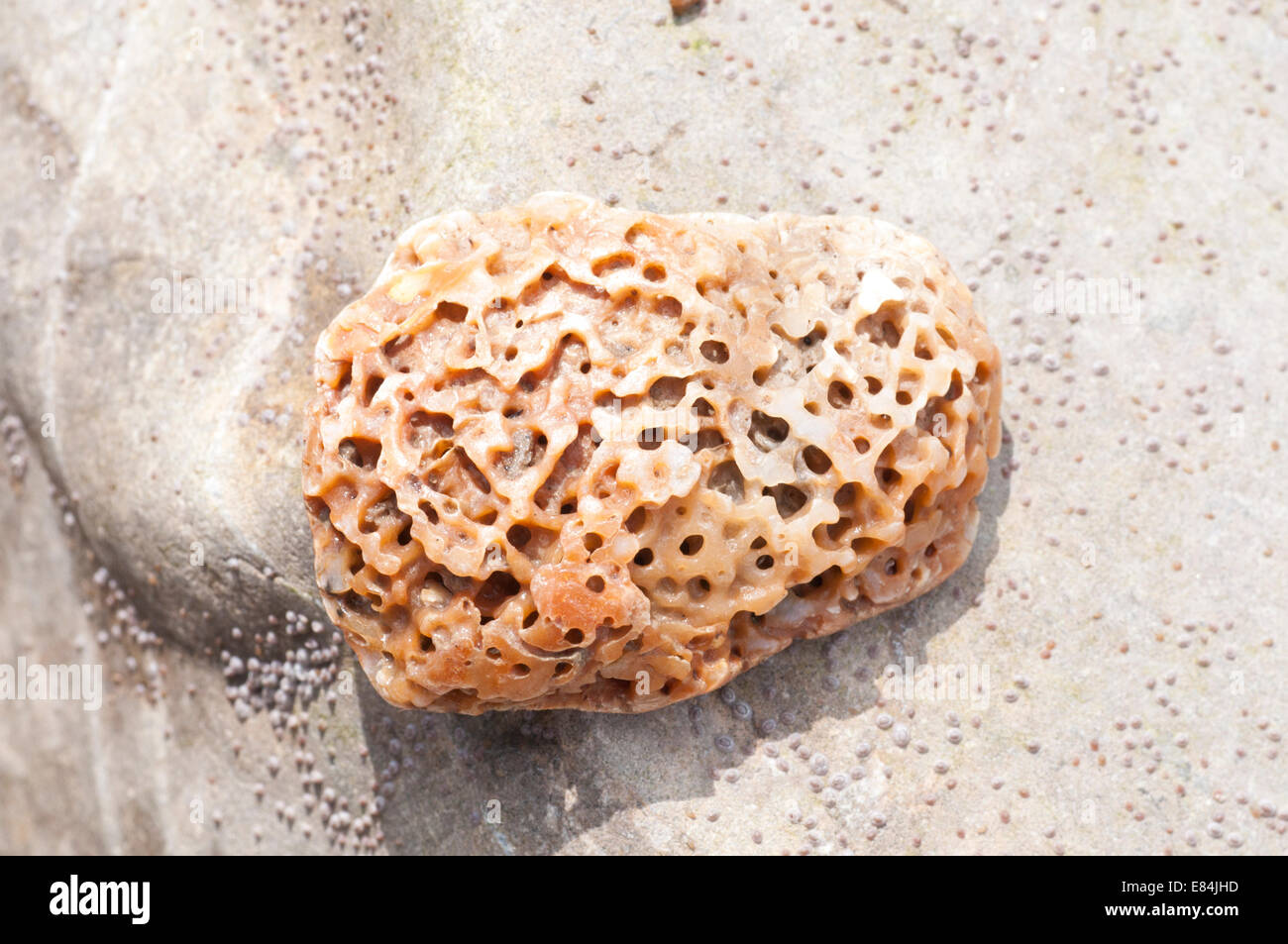 A bivalve shell pierced with holes created by a boring sponge (Cliona ...