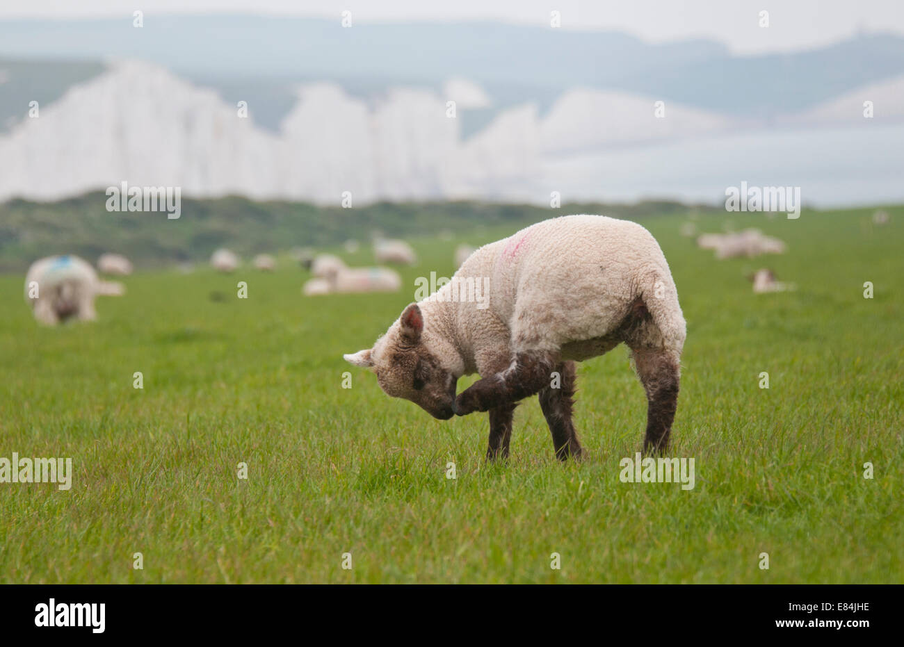 Lamb scratching its face with a foot against a backdrop of the Seven ...