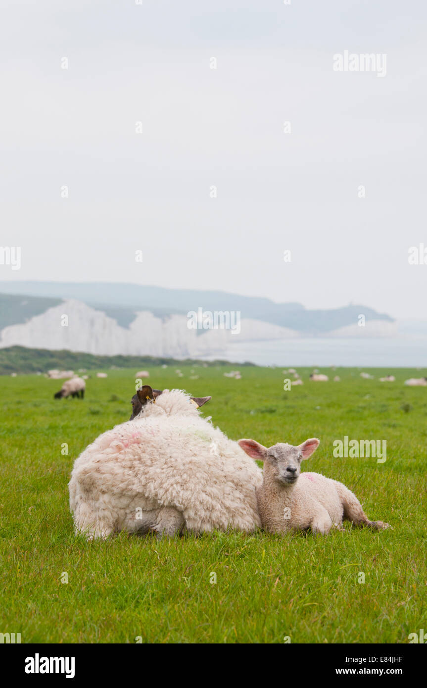 Sheep and lamb lying together against a backdrop of the Seven Sisters ...