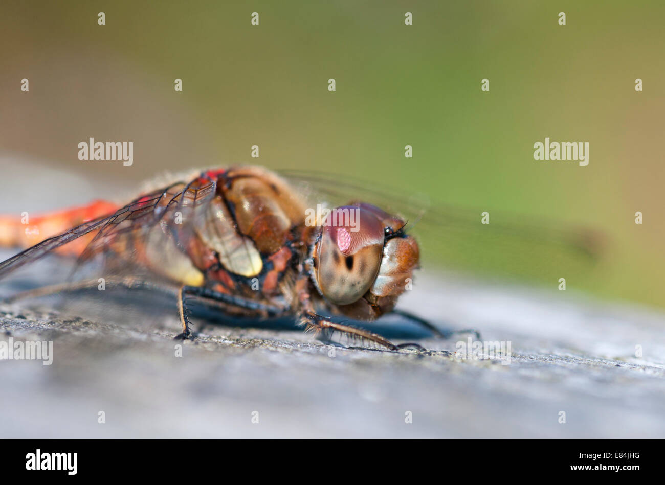 Cheshunt compound hi-res stock photography and images - Alamy