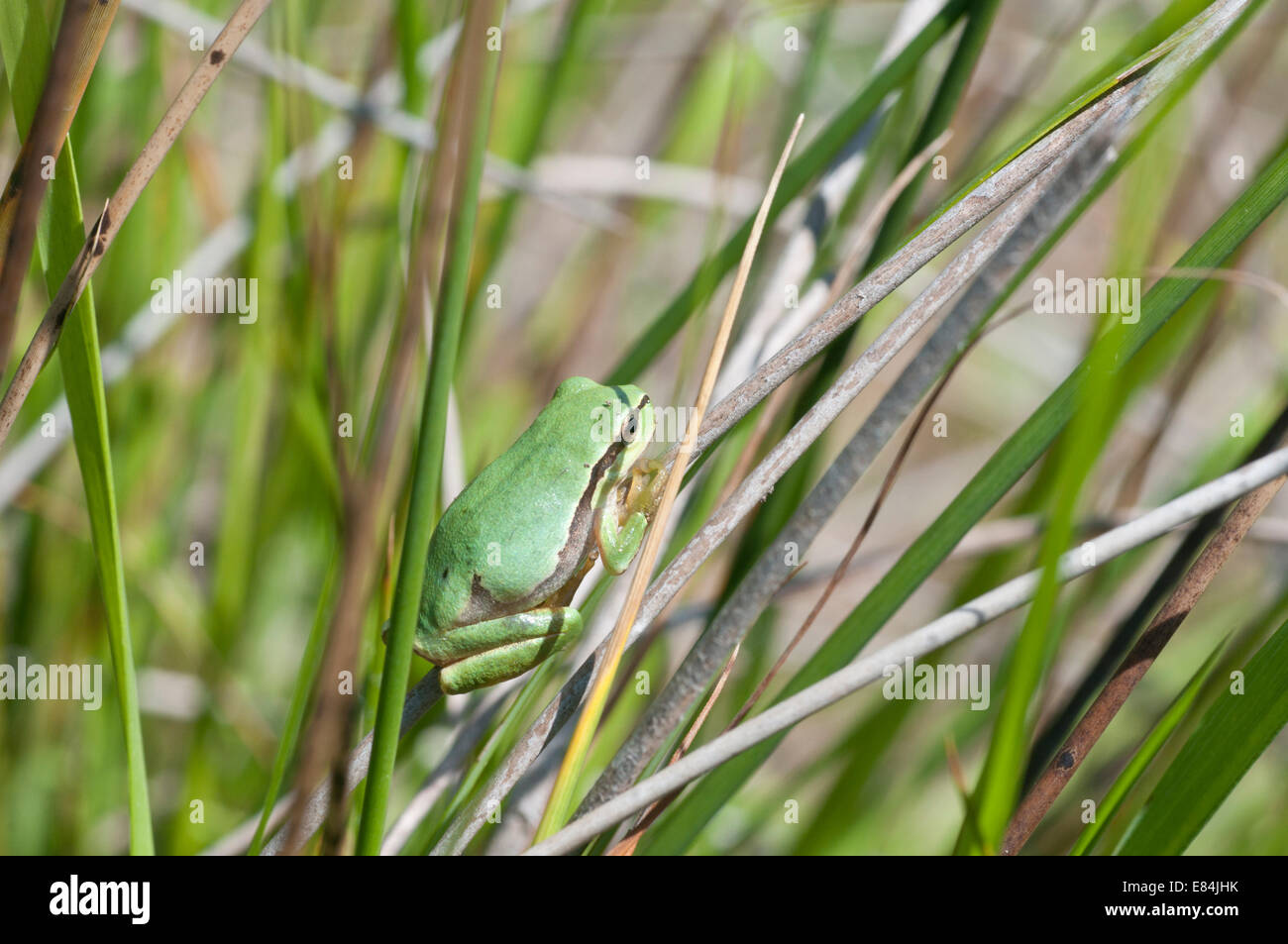 A Tree Frog resting on a stem in a Northern Turkish marsh Stock Photo ...