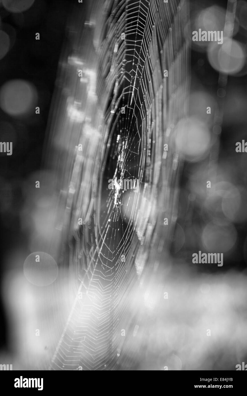 Cobweb cobwebs spiders webs web Black and White Stock Photos & Images ...