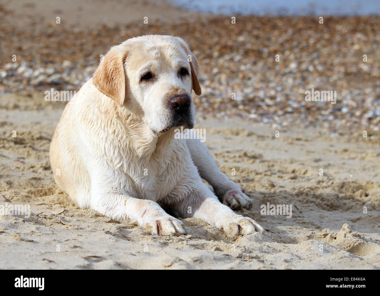 labrador at the sea sand portrait close Stock Photo - Alamy
