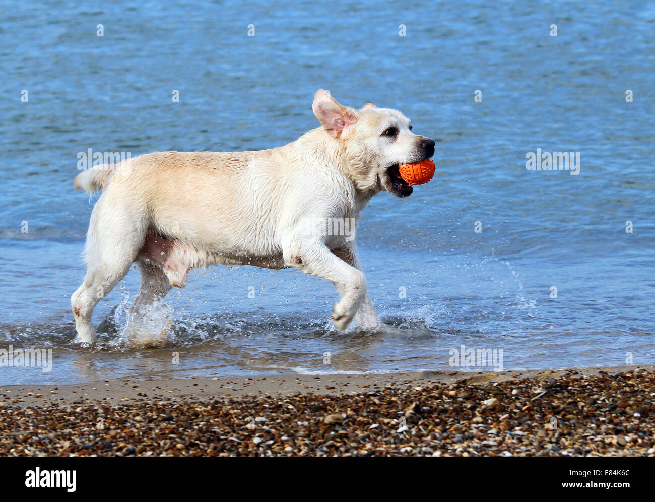 a yellow labrador swimming in the sea Stock Photo - Alamy