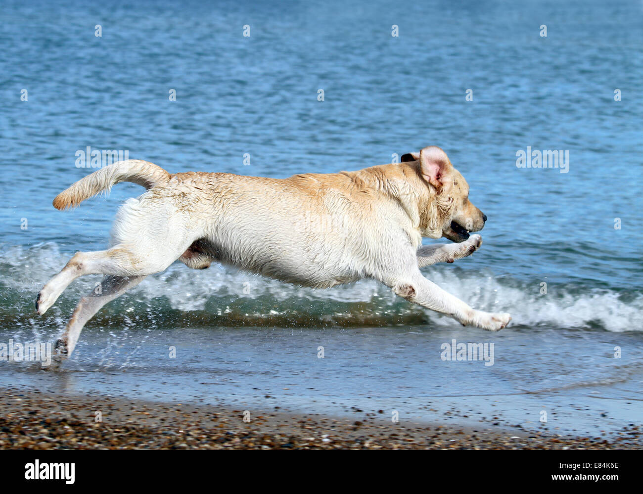 a yellow labrador swimming in the sea in summer Stock Photo - Alamy