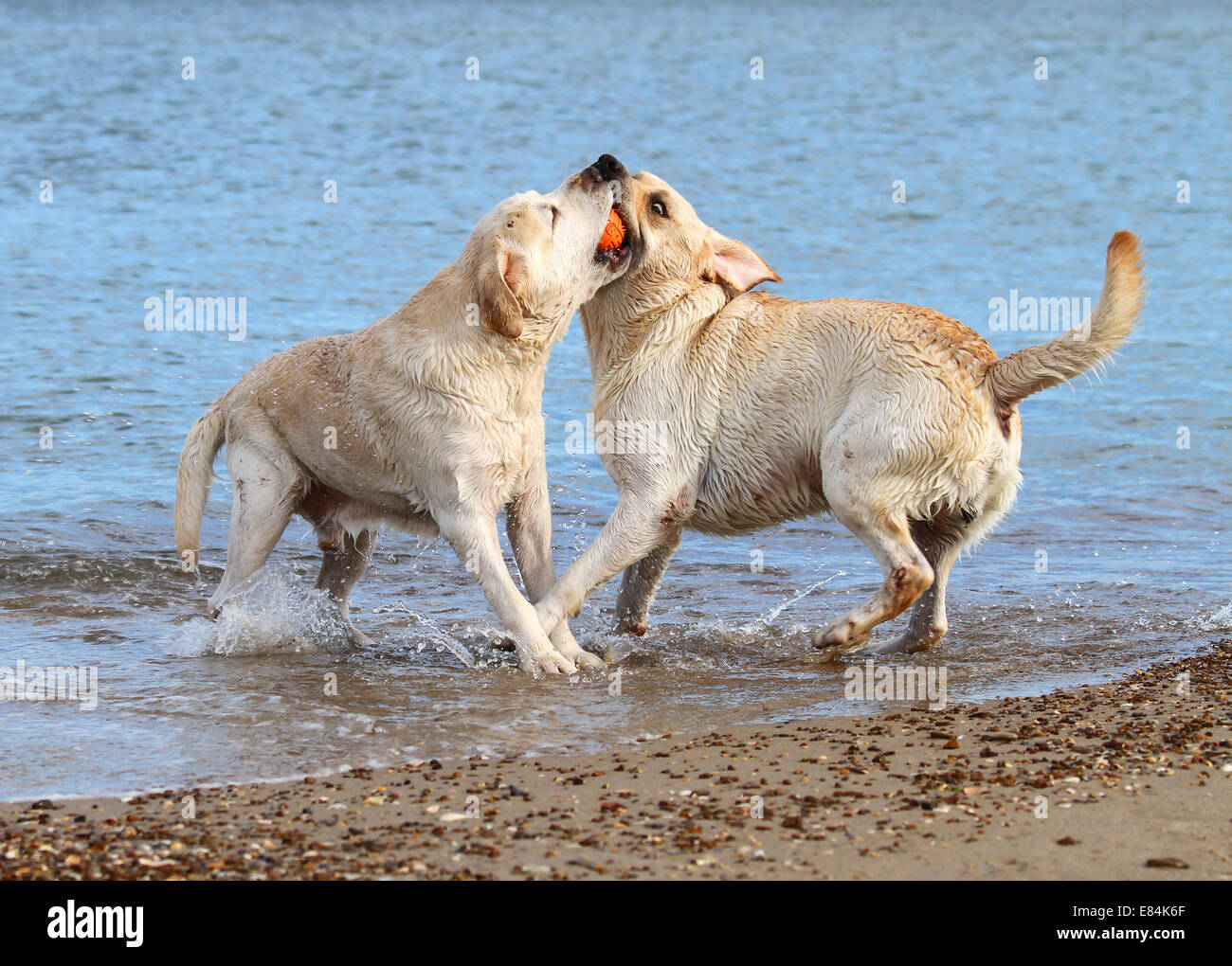 labradors at the sea playing with an orange ball Stock Photo - Alamy