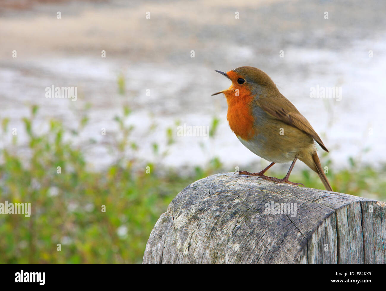 Robin singing on a post Stock Photo - Alamy
