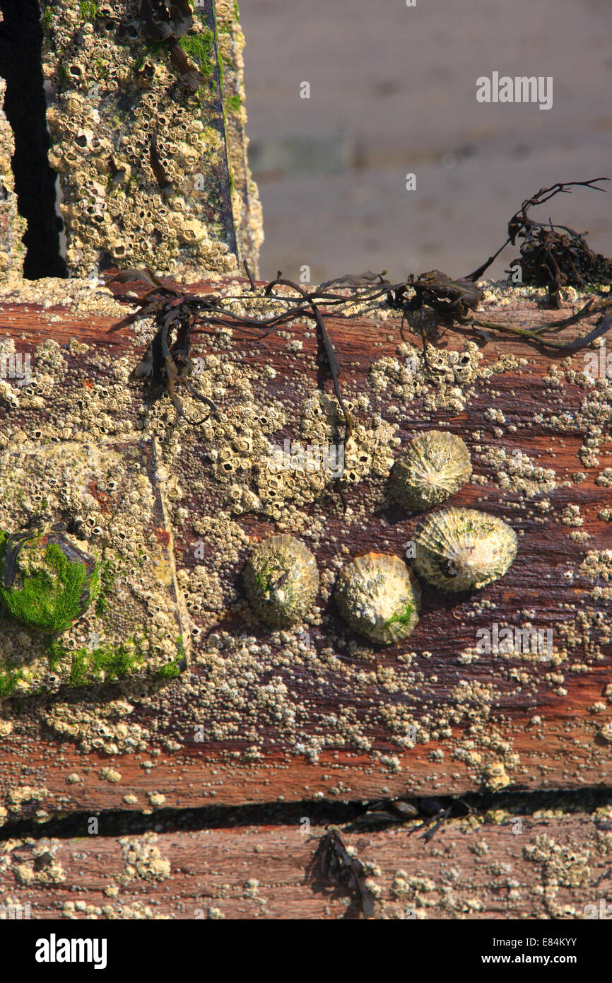 Limpets barnacles hi-res stock photography and images - Alamy