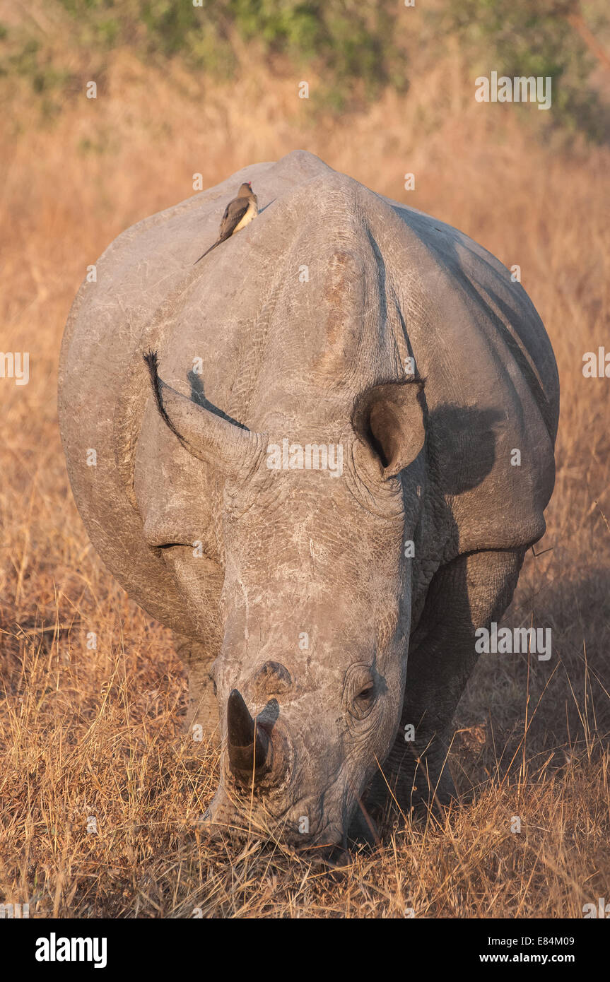 Rhinoceros and associated Oxpecker bird photographed in early morning ...