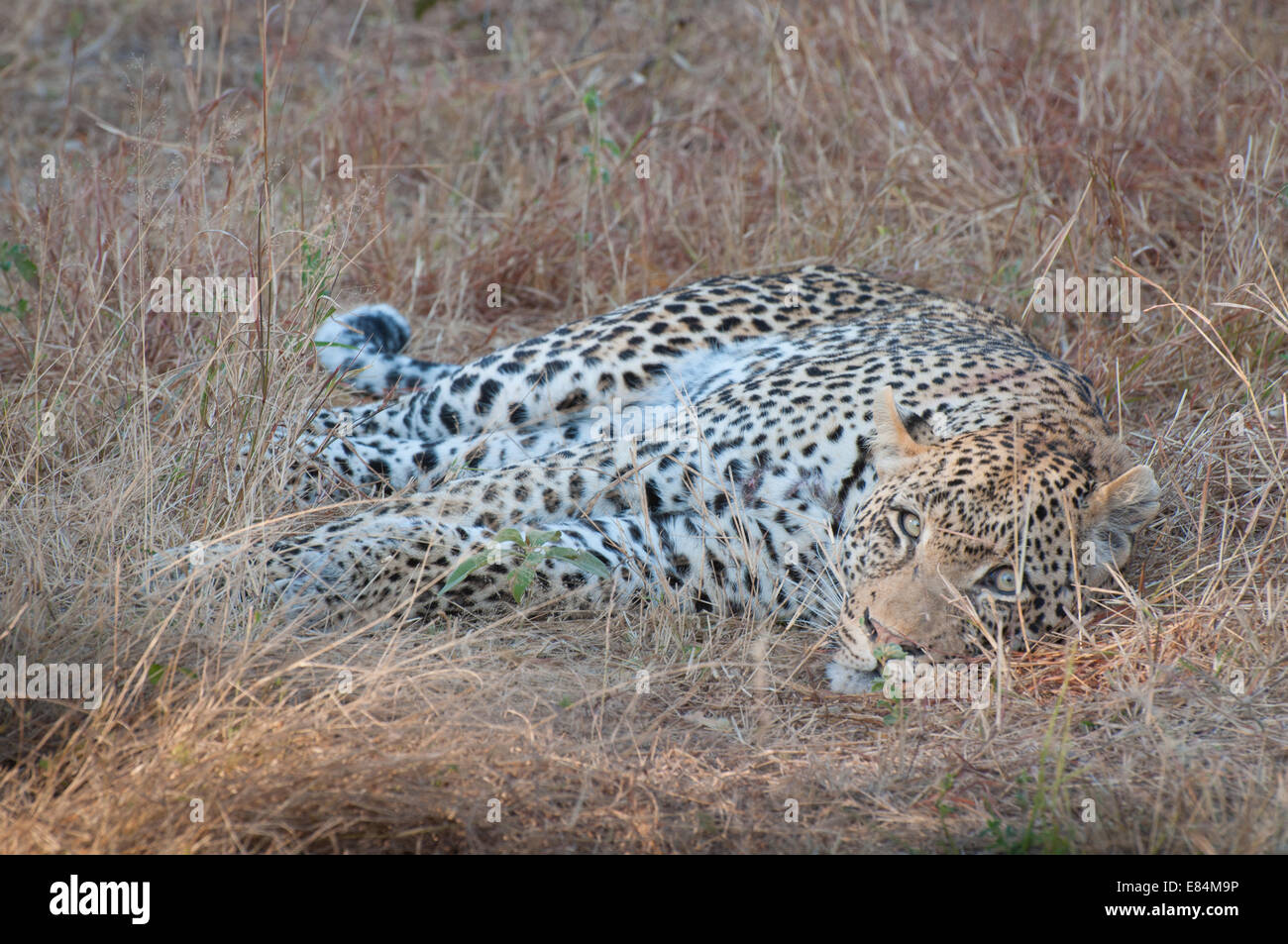 Leopard game big 5 hi-res stock photography and images - Alamy
