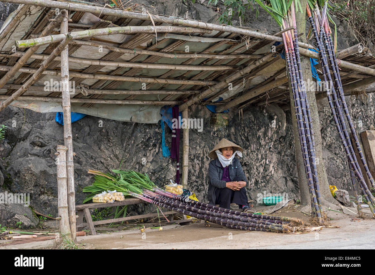 Roadside booth with female vendor selling long sugar cane stalks Stock ...