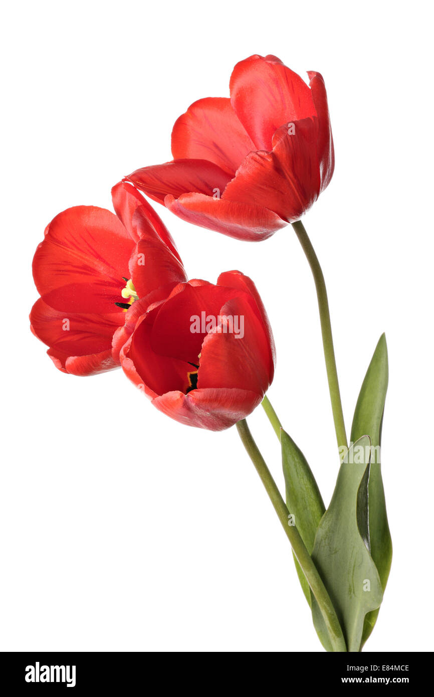 Three red tulip flowers isolated on a white background Stock Photo - Alamy