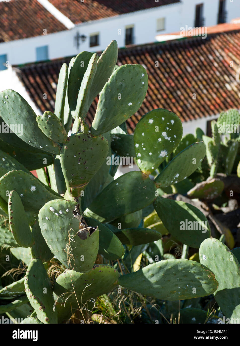 A cactus plant and whitewashed Spanish houses Stock Photo - Alamy