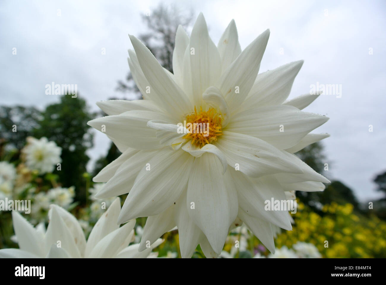 White dahlia plant leaves hi-res stock photography and images - Alamy