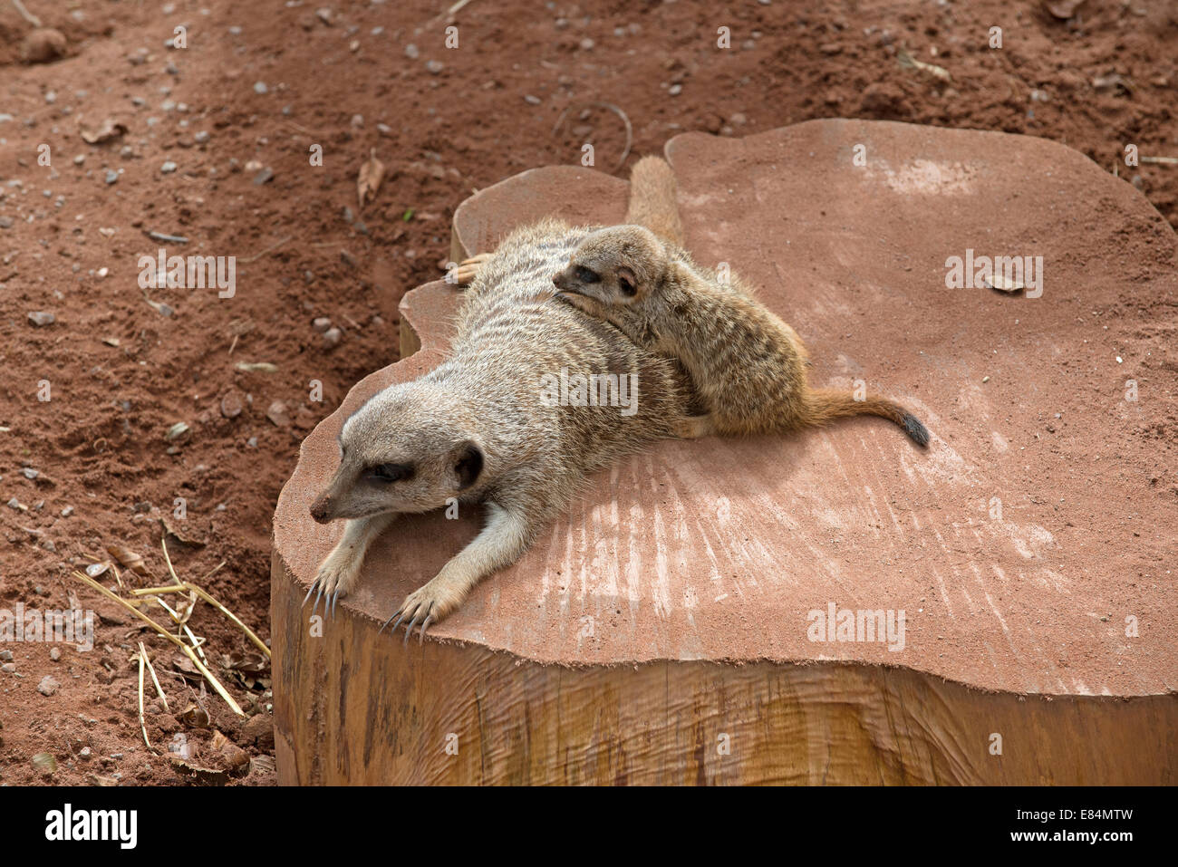 Female Meerkat with her cub at Dartmoor Zoo Devon England UK The cub is ...