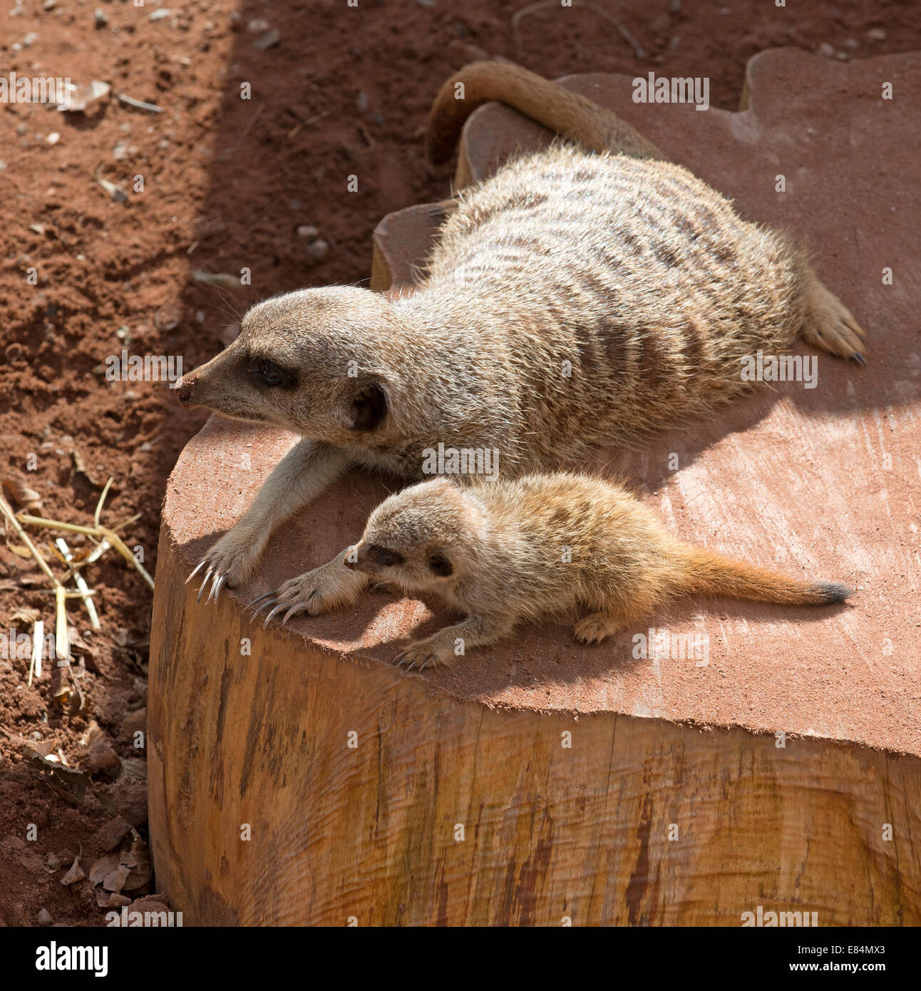 Female Meerkat with her cub at Dartmoor Zoo Devon England UK The cub is ...