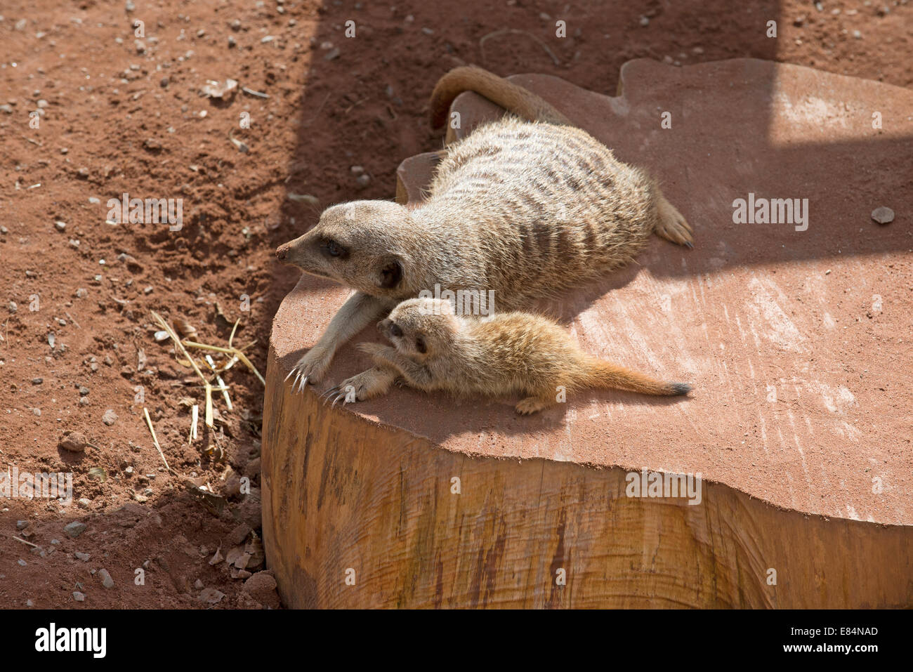 Female Meerkat with her cub at Dartmoor Zoo Devon England UK The cub is ...