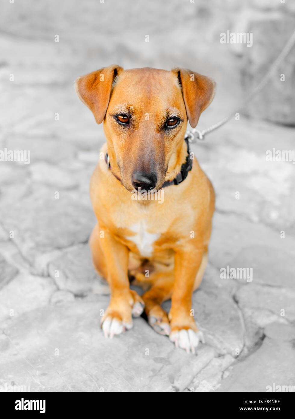 Dog sitting down hi-res stock photography and images - Alamy