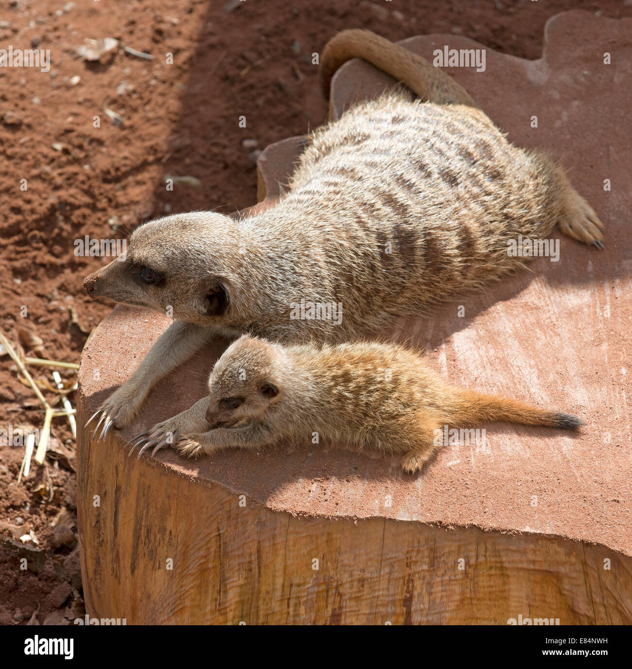 Female Meerkat with her cub at Dartmoor Zoo Devon England UK The cub is ...
