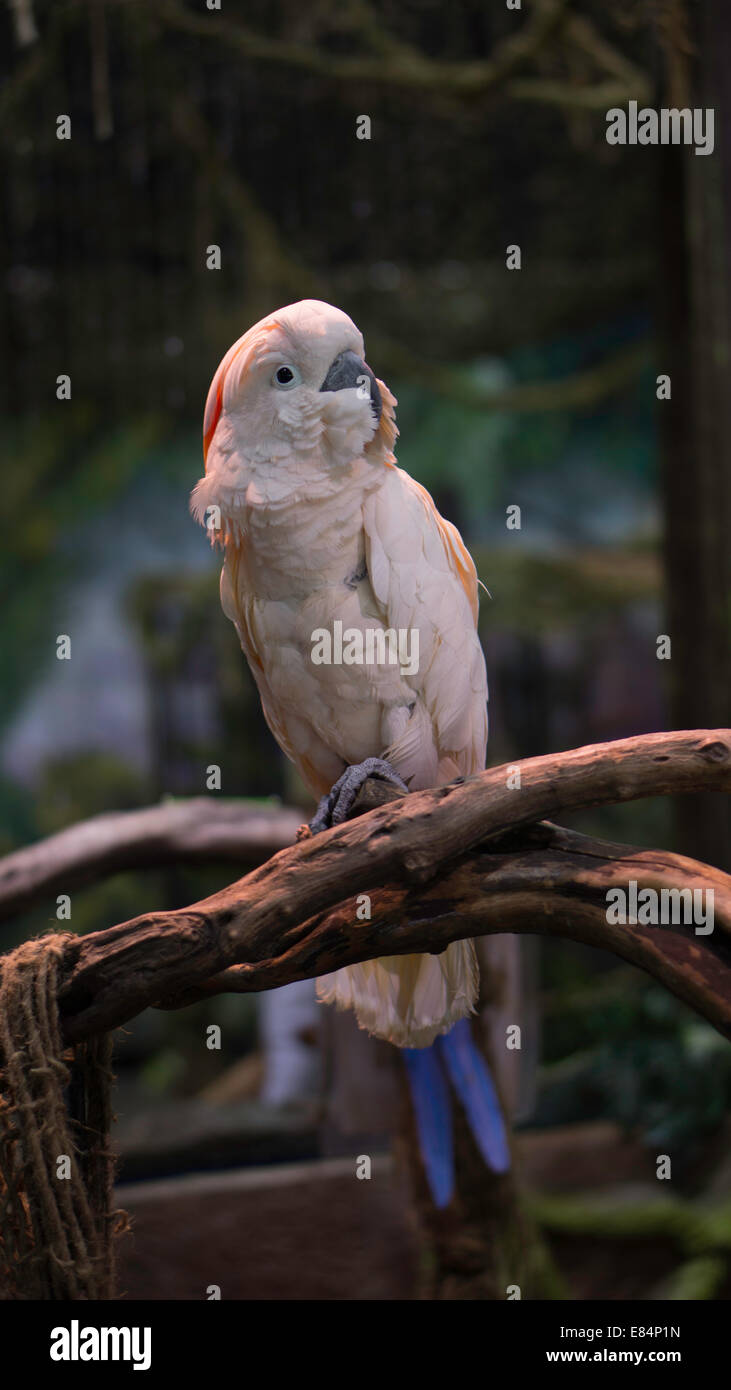 White macaw hi-res stock photography and images - Alamy