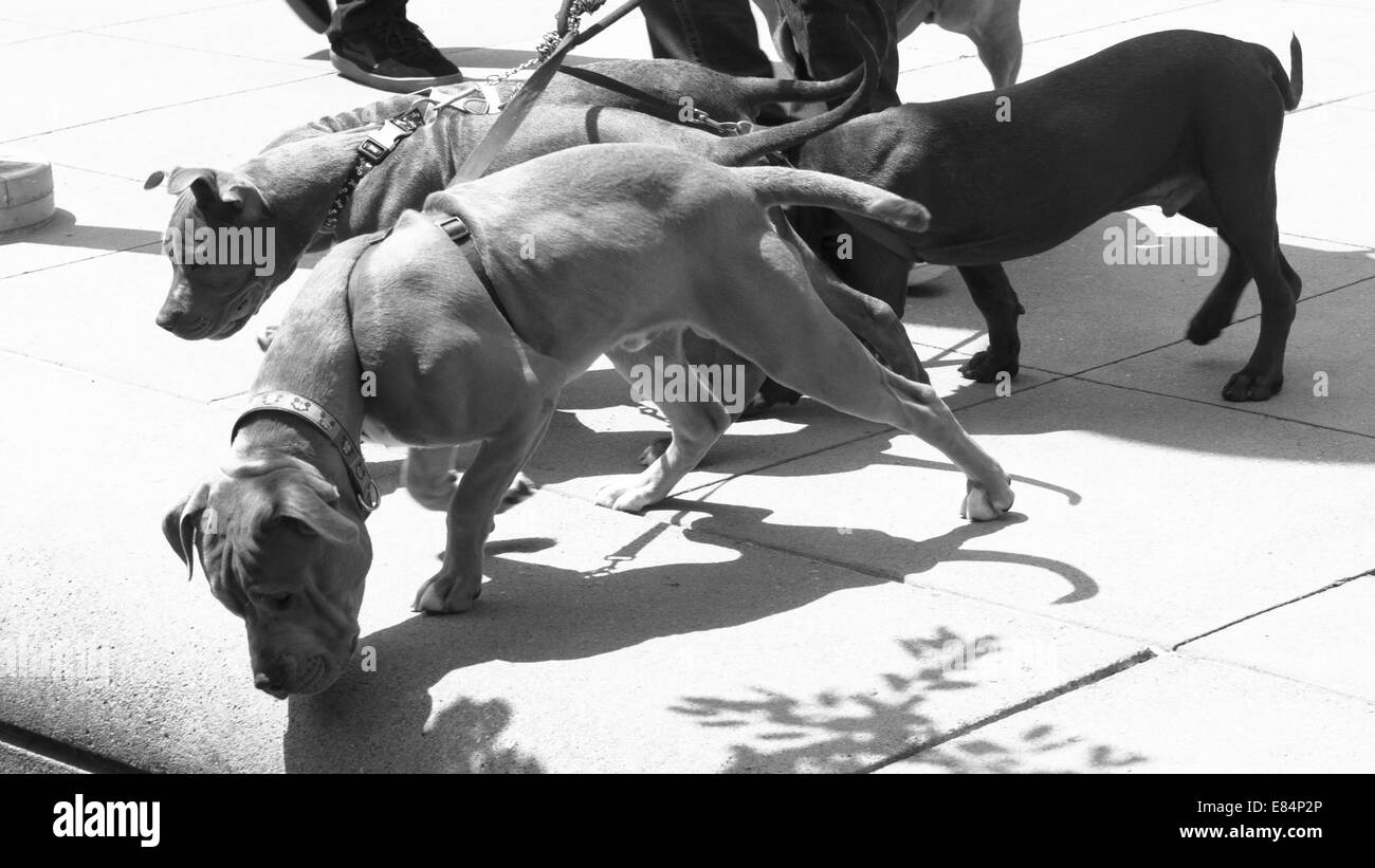 Pit bull Black and White Stock Photos & Images - Alamy