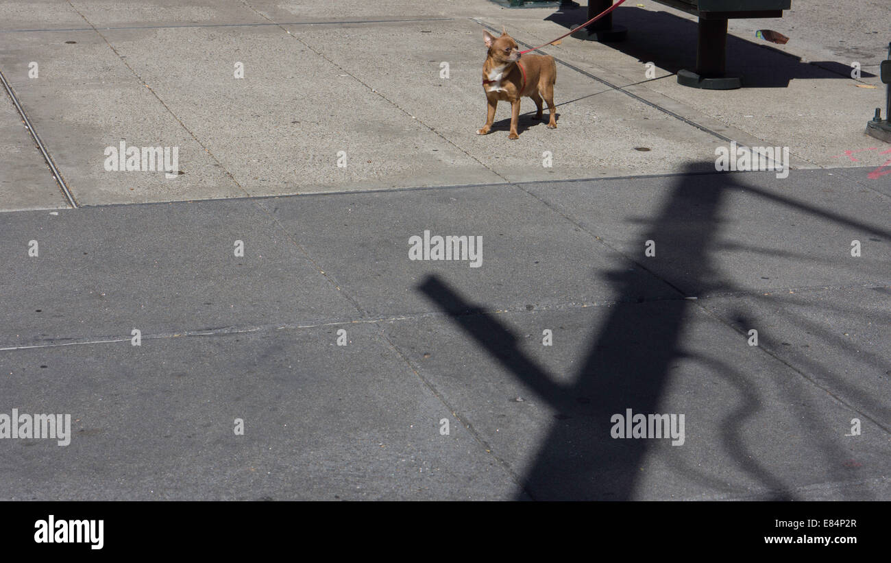 Dog and his shadow hi-res stock photography and images - Alamy