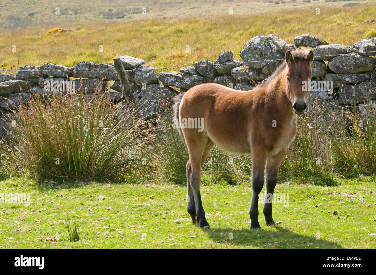Devon shovel hi-res stock photography and images - Alamy