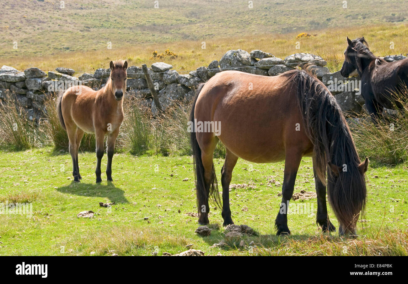 Dartmoor ponies near Stonetor Hill a couple of miles south of Gidleigh ...