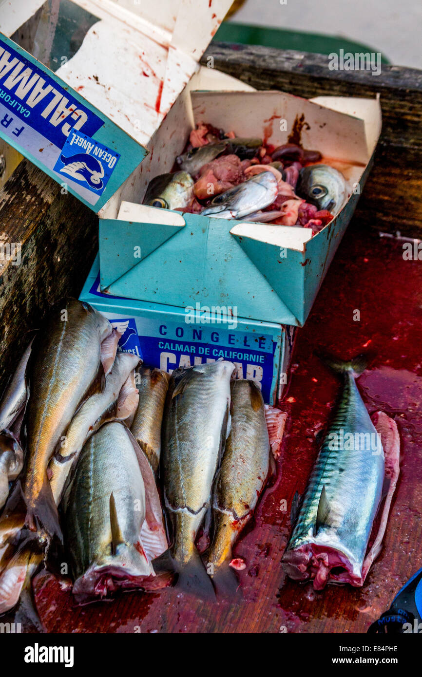fish being cut up Stock Photo - Alamy