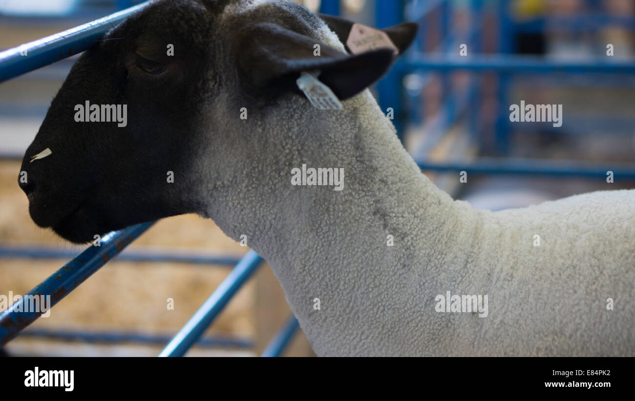 Sheep trimmed hi-res stock photography and images - Alamy