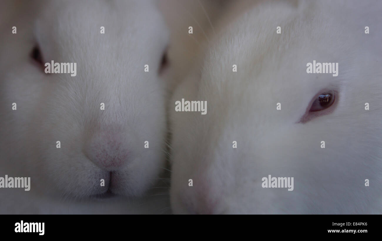 White rabbits hi-res stock photography and images - Alamy