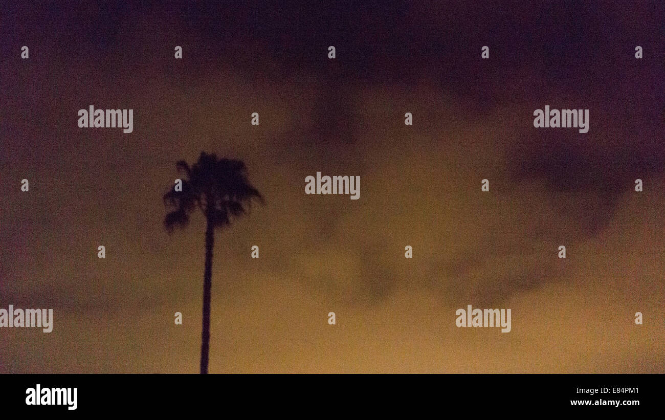 Palm tree at night with clouds Stock Photo - Alamy