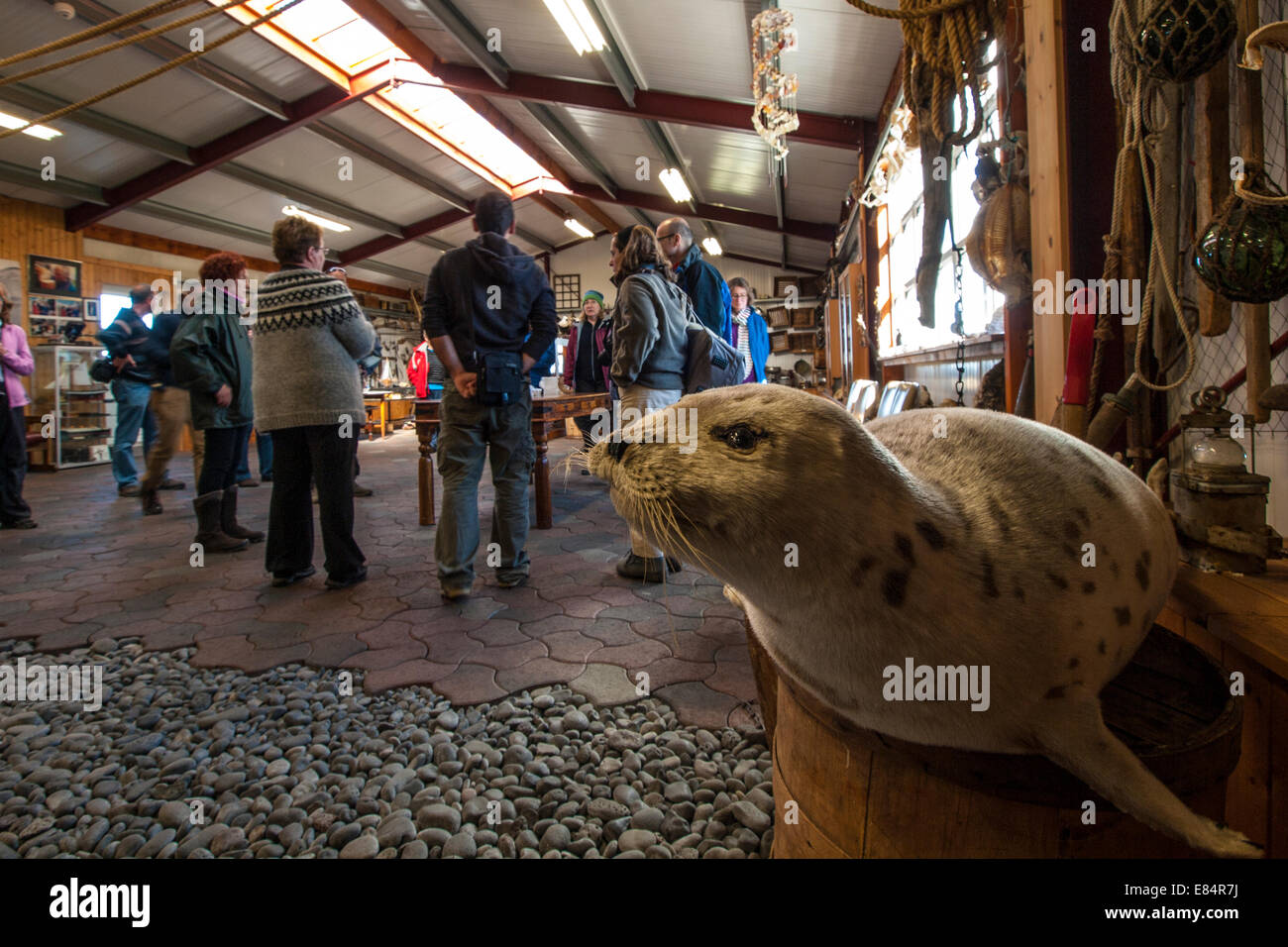 Bjarnarhofn Shark Museum, Snafellsnes peninsula, Iceland, Europe Stock ...