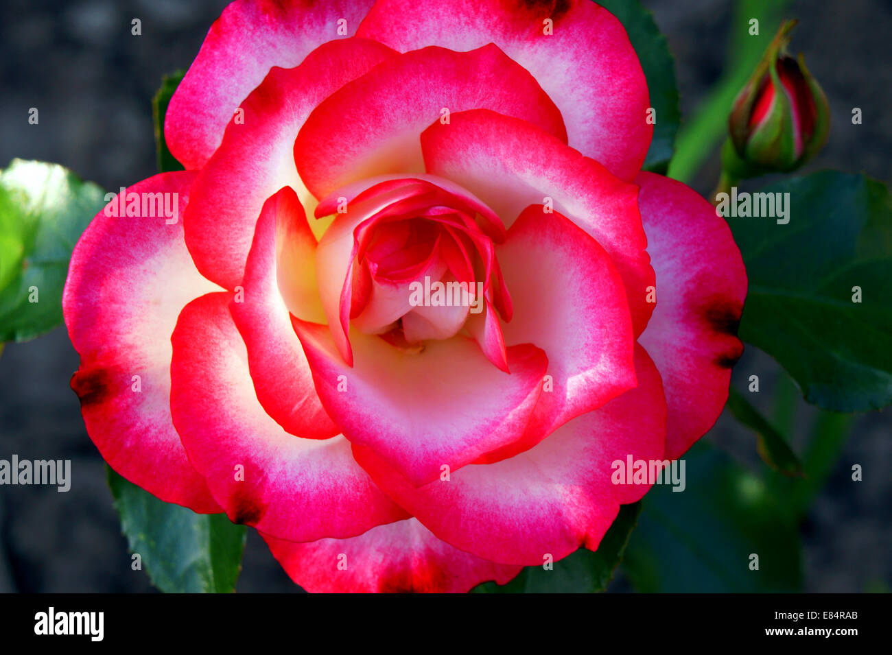 Persian red hi-res stock photography and images - Alamy