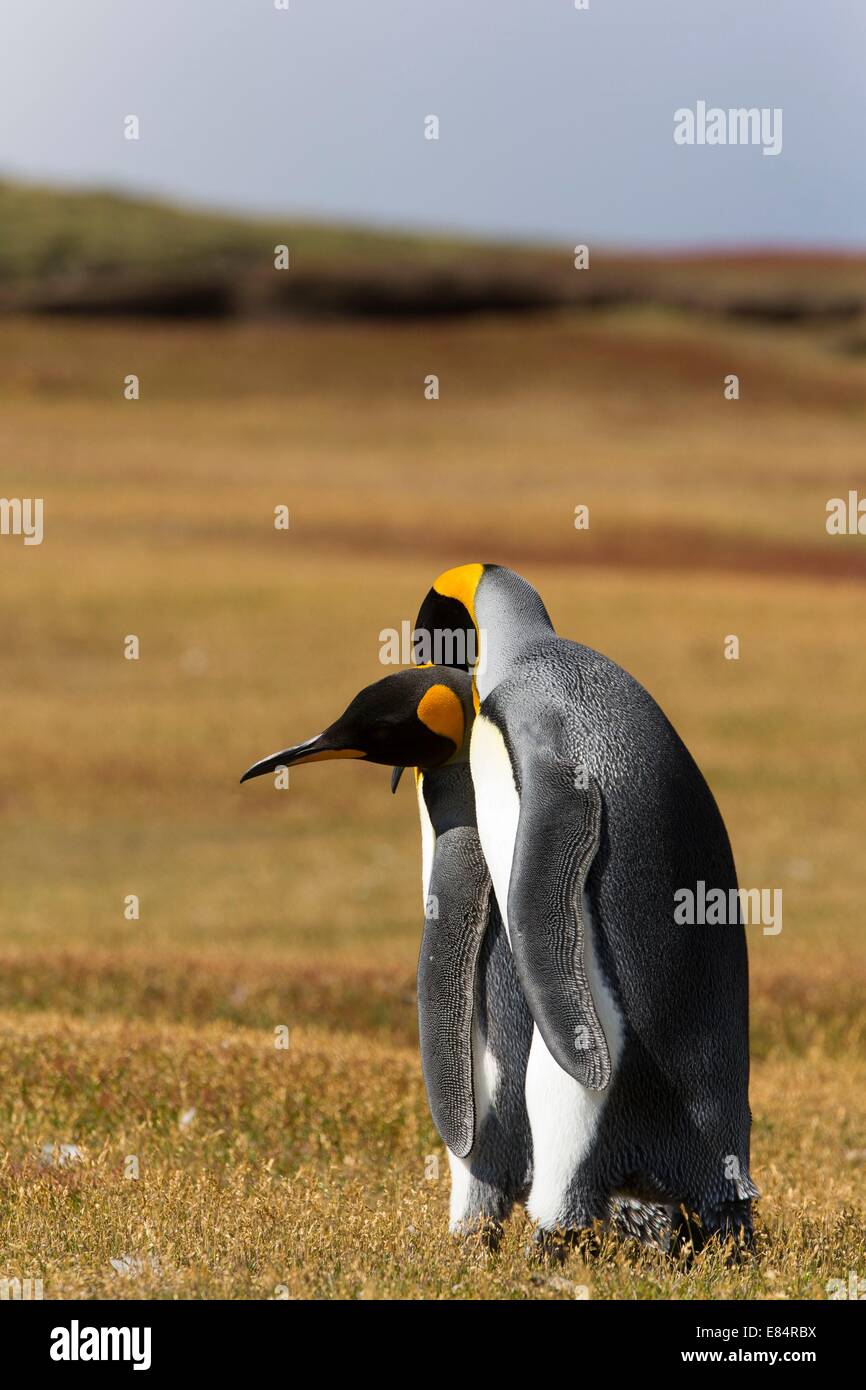 Penguins of the falklands hi-res stock photography and images - Alamy