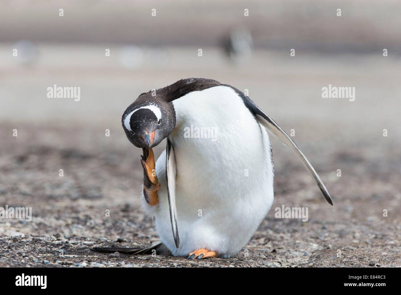 A gentoo penguin scratches its neck. Saunders Island, Falklands Stock ...