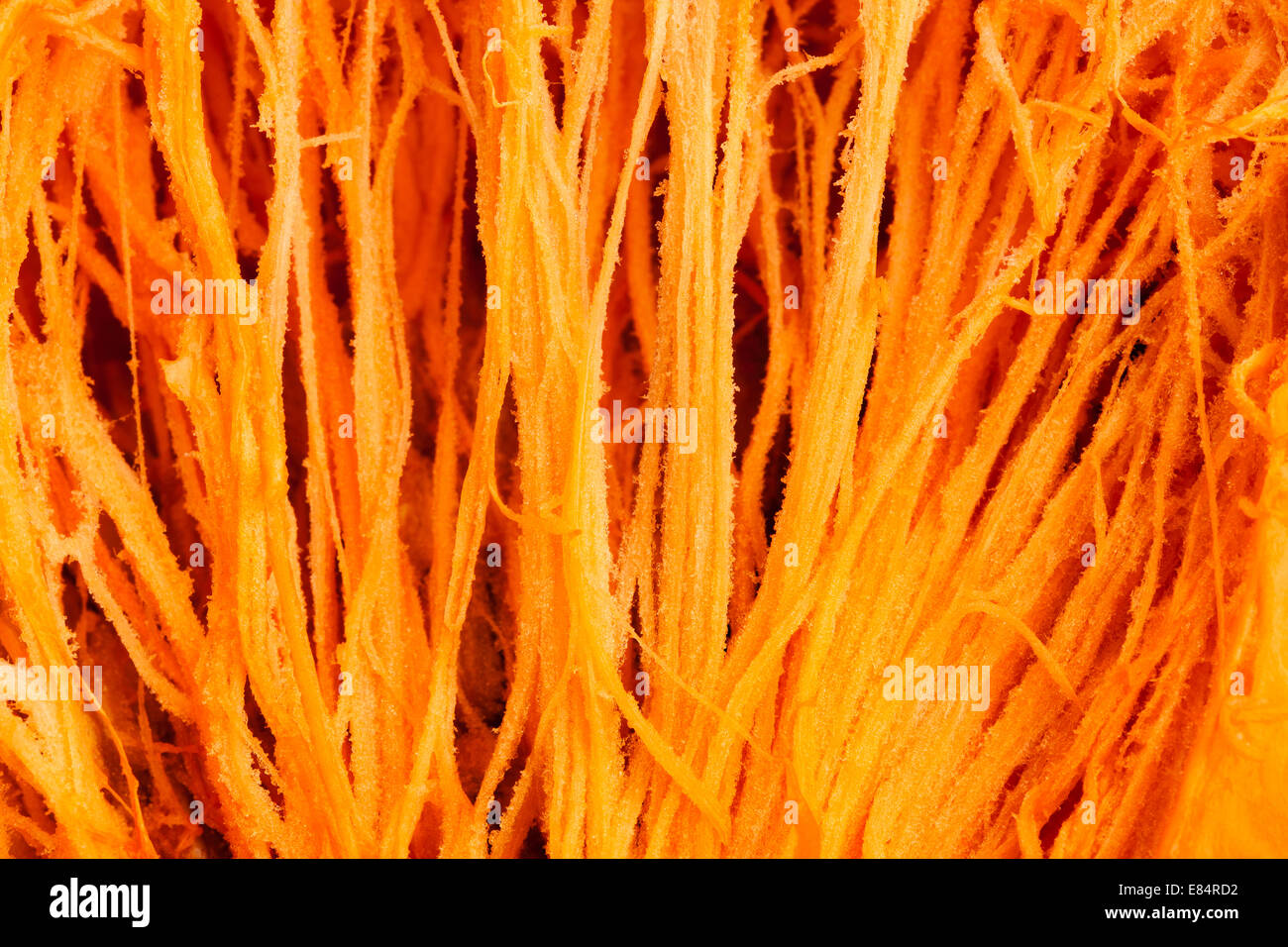 pumpkin fiber macro Stock Photo - Alamy