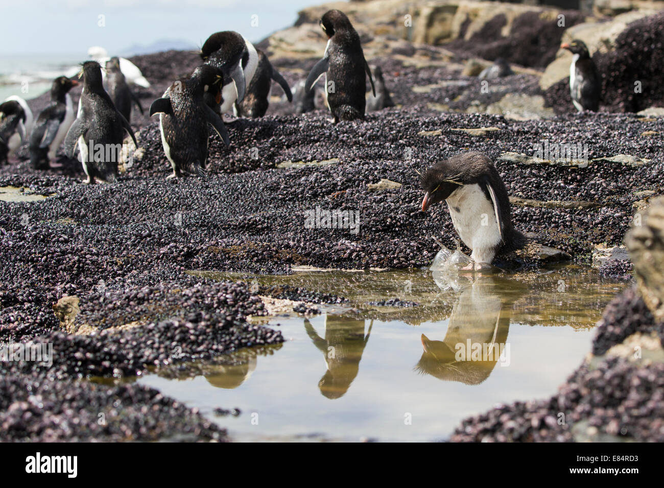 A rockhopper penguin and its rockpool reflection on Saunders Island ...