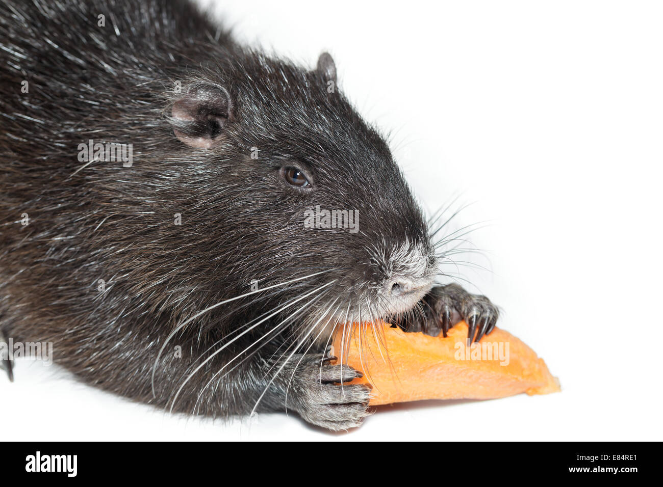Myocastor coypus, Black Nutria breed as pets; in studio against a white ...