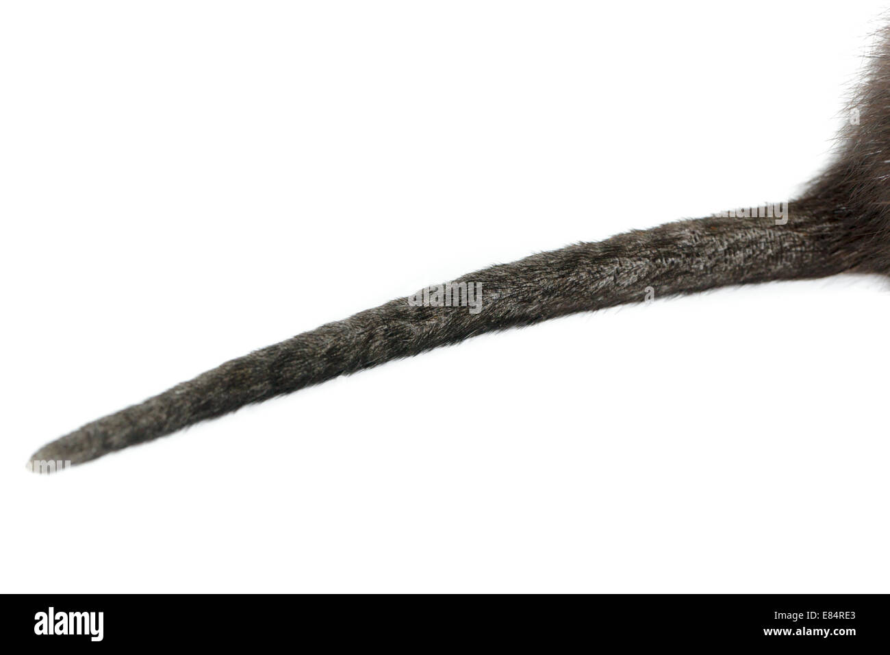 Myocastor coypus, Black Nutria breed as pets; in studio against a white ...