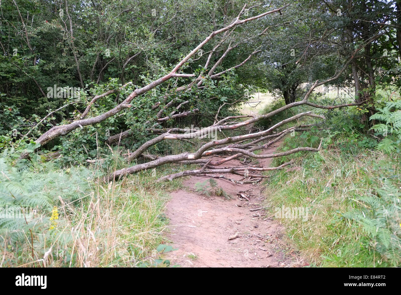 Tree bought down by storm hi-res stock photography and images - Alamy