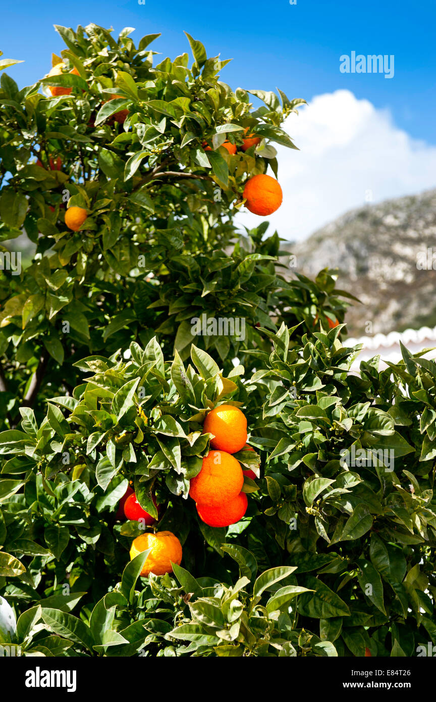 An orange tree with oranges with mountain behind Stock Photo - Alamy