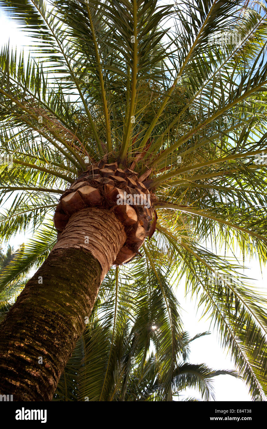 The Underside of a Palm Tree looking up the trunk Stock Photo - Alamy