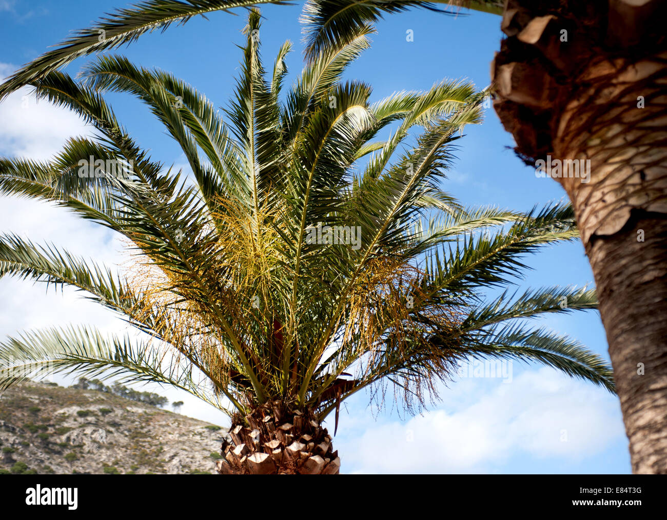 a spanish palm tree with a distant hillside Stock Photo - Alamy